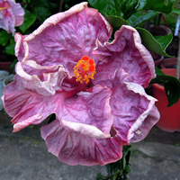 Taiwan Hibiscus - Linda Lee